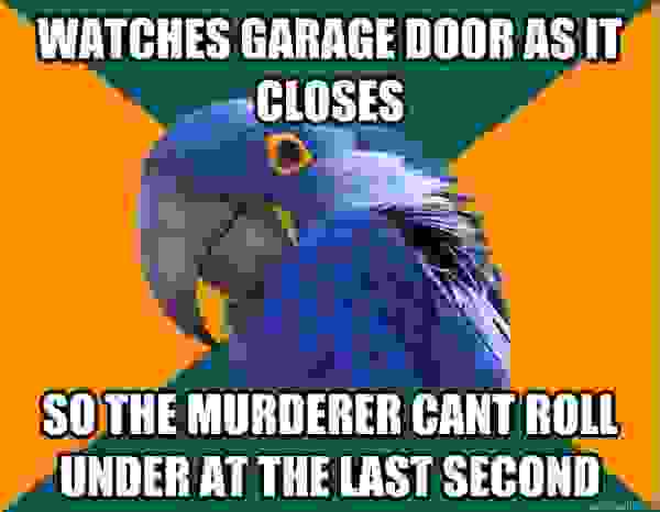 Laugh at Funny Pictures of Paranoid Parrot