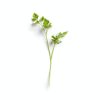 Herb Puns & Jokes: 47 Best That Will Make You Laugh