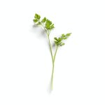 Herb Puns & Jokes: 47 Best That Will Make You Laugh