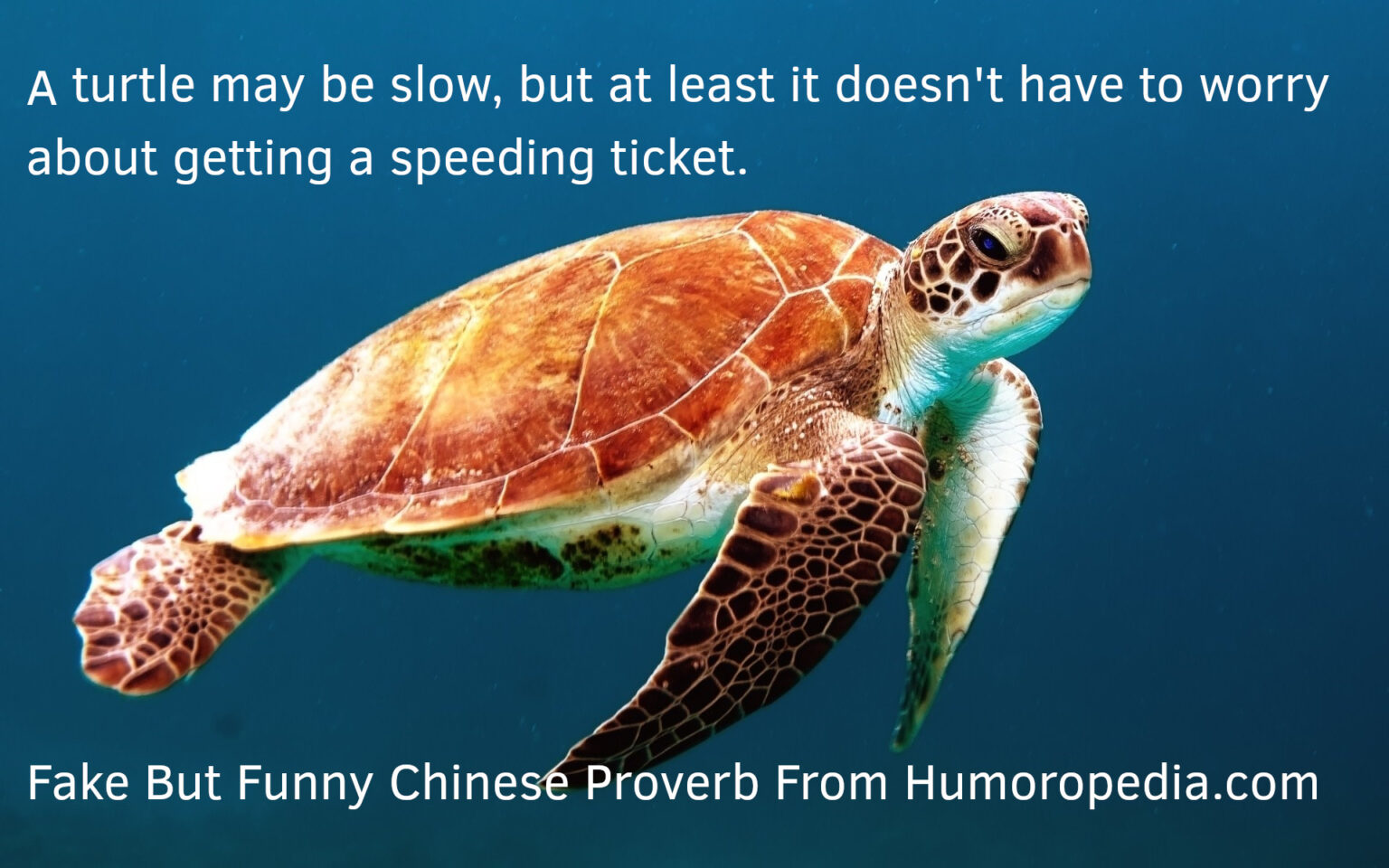 35+ Best Funny Proverbs That Will Definitely Amuse You